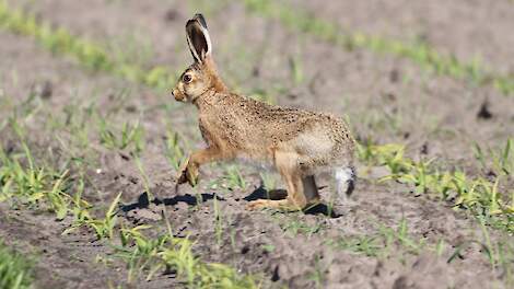 Column: Haas en konijn met twee maten bemeten | Stal-en-Akker.nl ...