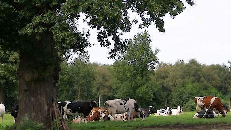 Vijf boeren leggen samen koolstof vast via agroforestry | Stal-en-Akker ...
