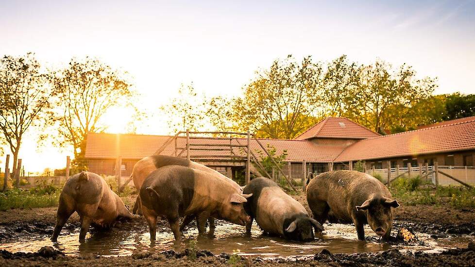 Livar viert 25-jarig jubileum met evenementen en consumentenacties ...