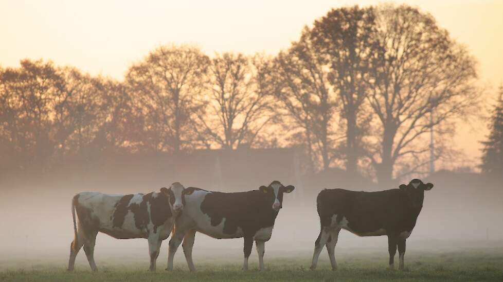 Stikstof en fosfaat in 2024 onder het mestplafond, nog wel werk aan de winkel voor het lopende ...